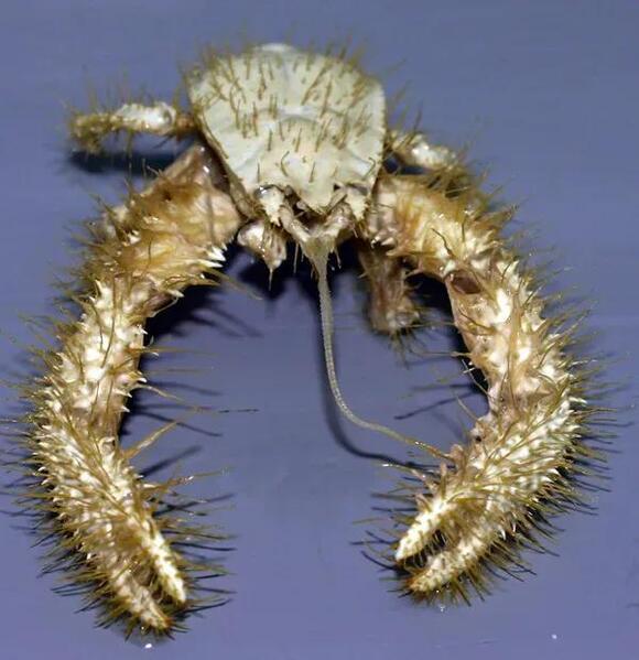 10 Bizarre Sea Creatures That Live in Total Darkness - NewsBreak