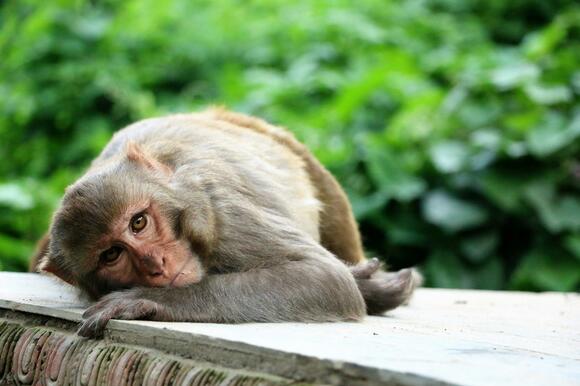 The Relationship Between Animal Microbiomes and Immune Systems - NewsBreak