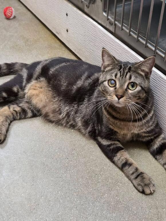 Cat adoption event at PetSmart McDonough Saturday - NewsBreak