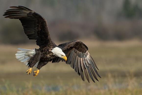 10 Myths About Bald Eagles Busted by Wildlife Experts - NewsBreak