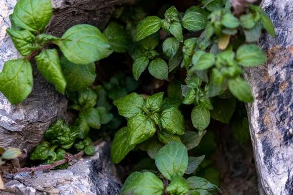 Why You Should Never Plant Mint Directly in the Ground (and What to Do ...