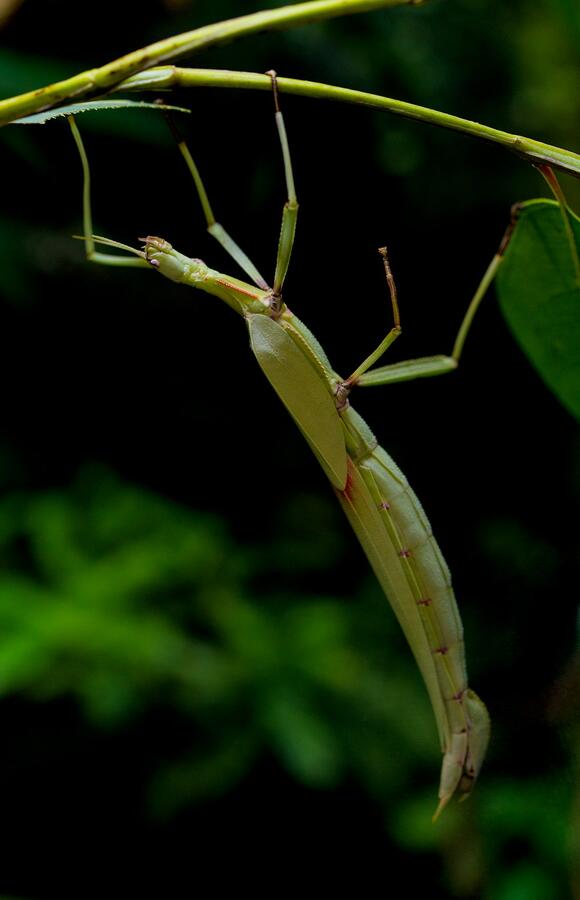 11 Wild Creatures That Use Disguise - NewsBreak