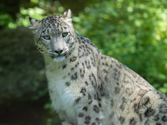12 Reasons Why Big Cats Are Essential to the Ecosystem - NewsBreak