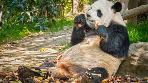 How Giant Pandas Communicate Without Making a Sound - NewsBreak