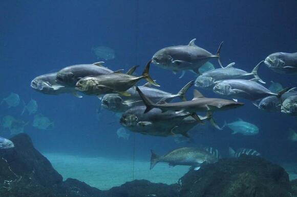 Born Before Shakespeare: How the Greenland Shark Reaches a Lifespan of ...