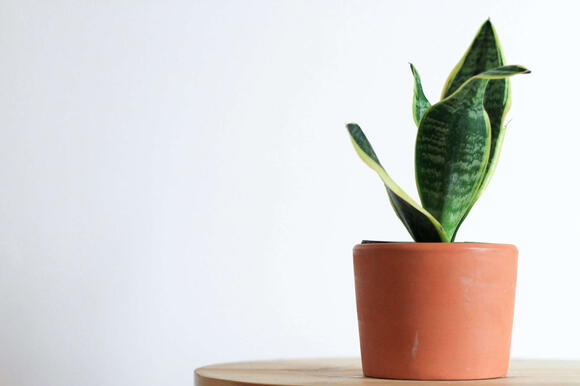 These 13 Popular Household Plants Hold Spiritual Significance - NewsBreak