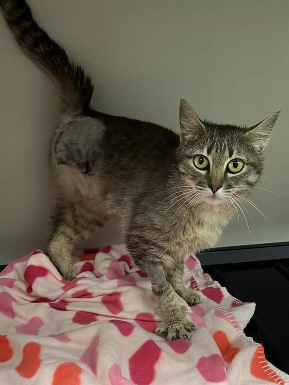 How Firefighters Help Cats Find Homes This Weekend - NewsBreak