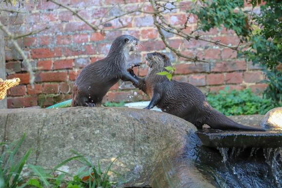 Singapore’s Otters Are Forming Gangs — And They’re Getting Political ...