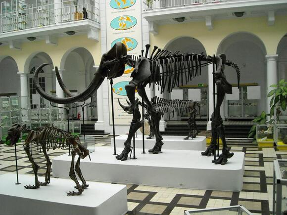 Built From Bones and Belief: How the 17th-Century Magdeburg Unicorn Was ...