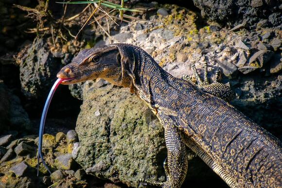 The Lizard That Brought Fire: Aboriginal Australian Legends - NewsBreak