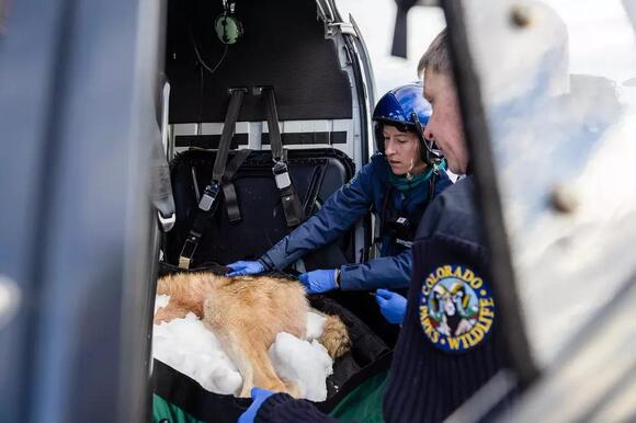 Colorado Parks and Wildlife Confirms Death of Reintroduced Wolf - NewsBreak