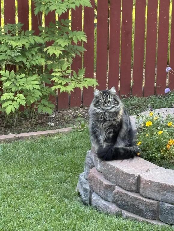 VOTE NOW: Your Cute Pet Pics Could Send You to See Ed Sheeran! - NewsBreak