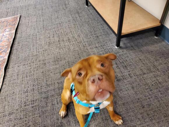 Why Jager The Dog Stands Out At The Humane Society of Western MT ...