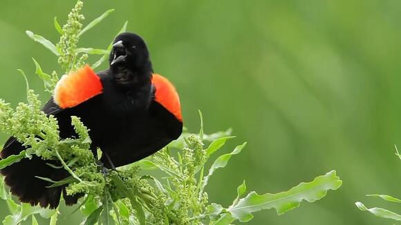 Birders Rush to West Michigan After Rare Bird Alert - NewsBreak