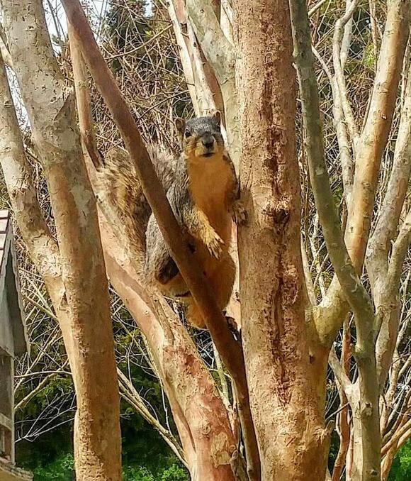 Meet Texas' Fattest Squirrel: Chuckosaurus Rex From Dino Valley - NewsBreak