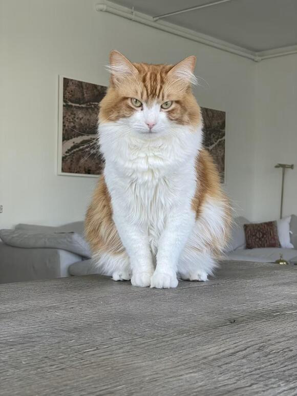 🐱 Playful, Gentle & Loving Cats Ready for Adoption in Los Angeles ...