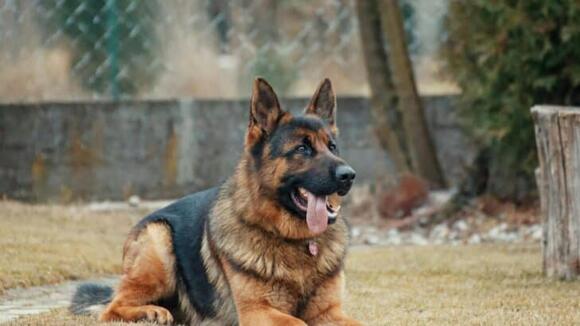 12 Things Every First Time Pet Owner Should Know - NewsBreak