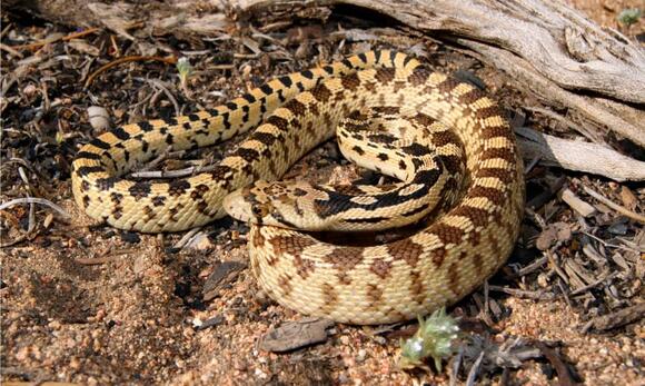 12 Snakes In Washington - NewsBreak