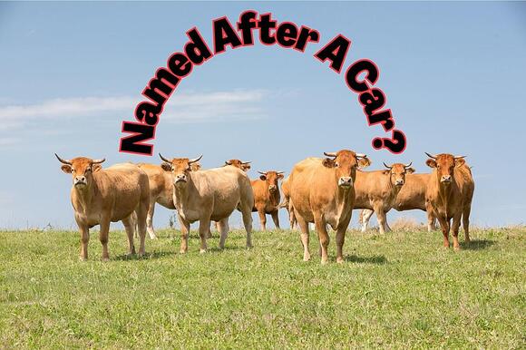 Country Of Origin Labeling For Beef: Zinke Pushes New Bill - NewsBreak