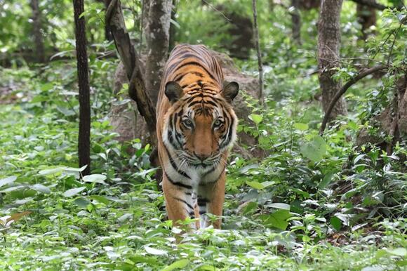 Sports Mascots Charge into Conservation: The Wild League’s Game ...