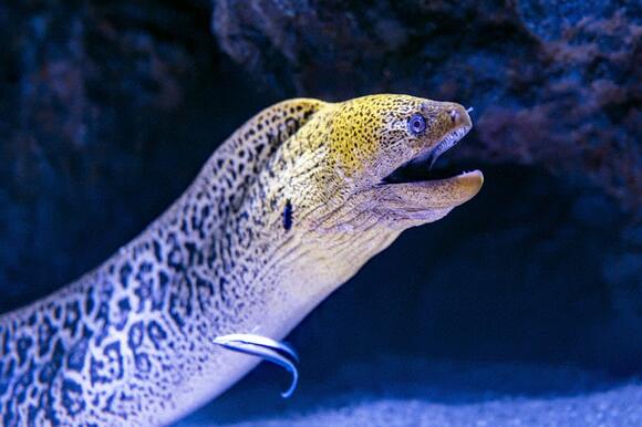 The Science of Electric Eels: How Animals Generate Electricity - NewsBreak