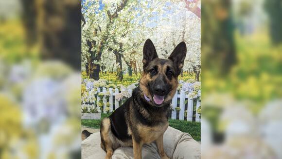 Paws & Pals: Dogs up for adoption at Brookhaven Animal Shelter on April 22