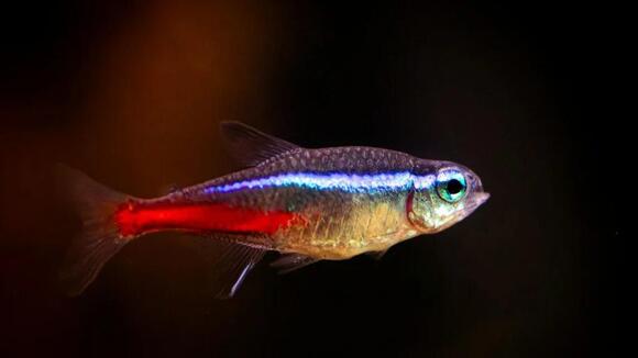 Why Some Fish Change Colors – The Science Behind It - NewsBreak