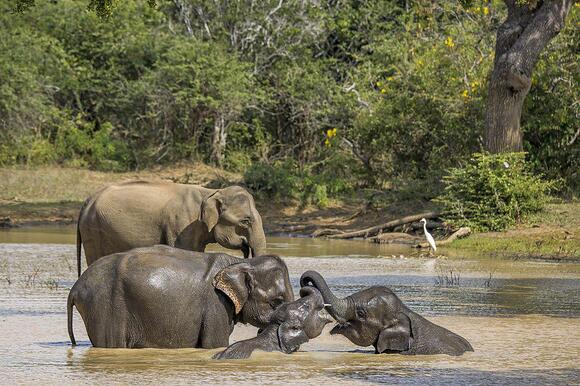 How the Male Elephant’s Musth Creates a Stinky Aura - NewsBreak