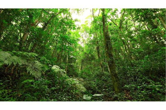 Why the Amazon Rainforest Could Affect U.S. Weather Patterns - NewsBreak