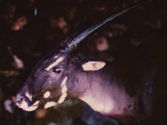 The Secret Life of the Saola: Asia’s Hidden “Unicorn” - NewsBreak