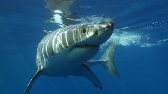 Which States Have the Most Animal Attacks? The Data Might Surprise You ...