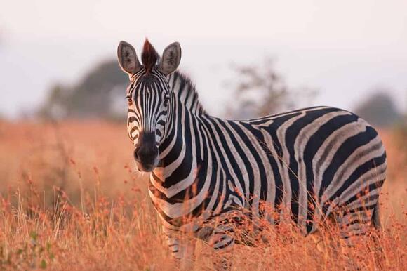 Male vs Female Zebras: 6 Key Differences - NewsBreak