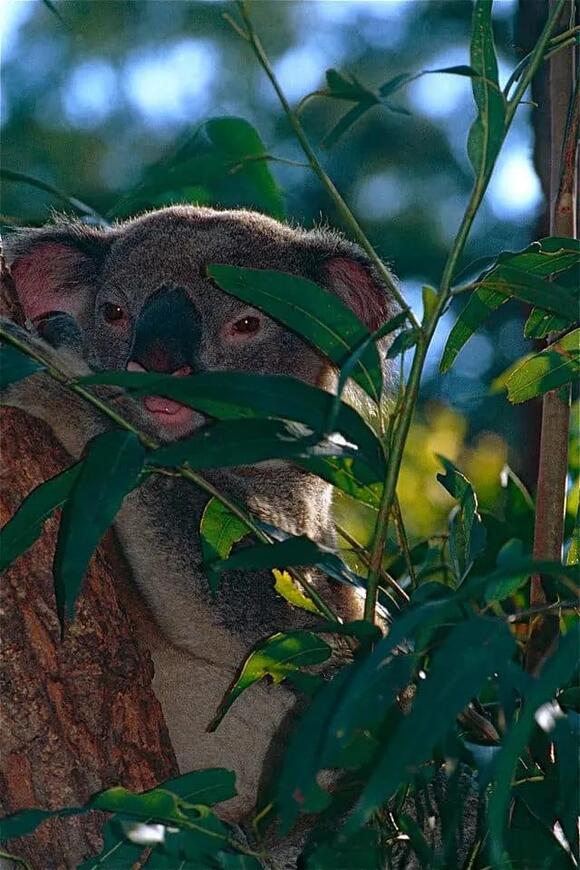 Where to go to see Koalas - NewsBreak