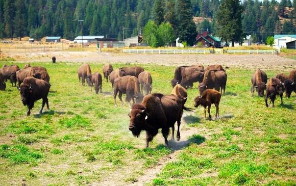 How The Bison Made a Defiant Comeback from the Brink of Extinction ...