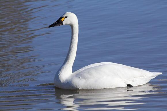 The Mute Swan A Graceful and Silent Beauty - NewsBreak