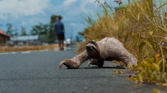 How a Giant Sloth Skeleton Changed Evolution Theories - NewsBreak