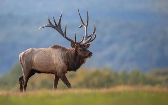 How Elk Shape the Entire Ecosystem of North American Forests - NewsBreak