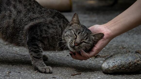 5 Signs Your Cat Secretly Adores You - NewsBreak