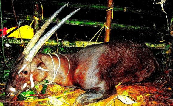13 animals on the brink of extinction that could disappear in your ...