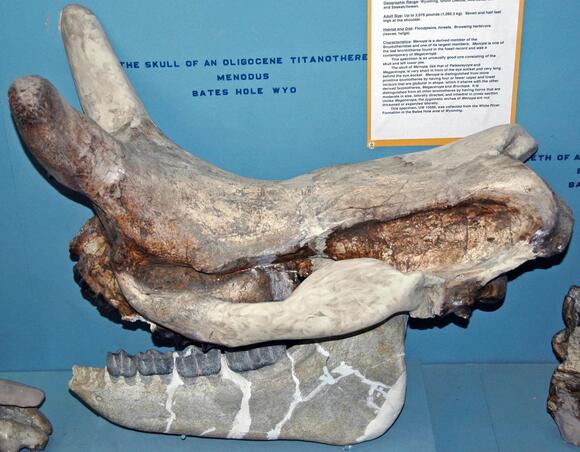 Brontotheres: Rhino-Like Giants With Thunderous Footsteps - NewsBreak