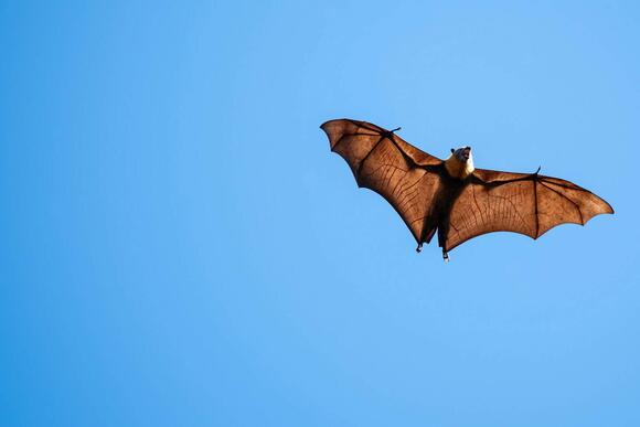 Are Bats Really Blind? The Truth Will Surprise You - NewsBreak