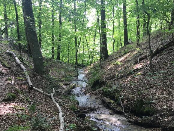 What Is a Holler and Why Do the Mountain People Say It That Way ...