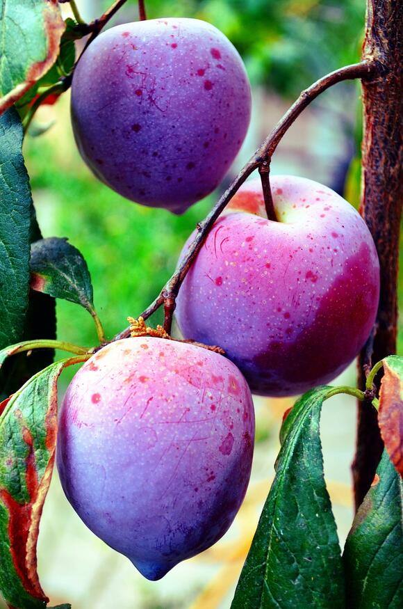 Top 10 Fruits You Can Grow in Your Backyard in Texas - NewsBreak