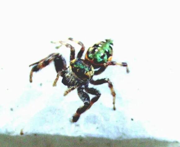 7 Amazing Facts About The Psychedelic Earth Tiger: The Iridescent ...