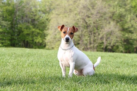 Washington Ranks 7th In Dog Ownership Sacrifices And Care - NewsBreak