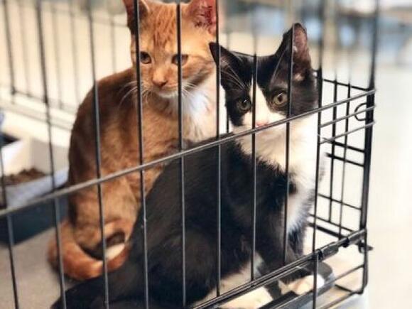 Cat intake suspended at Twin Falls Animal Shelter