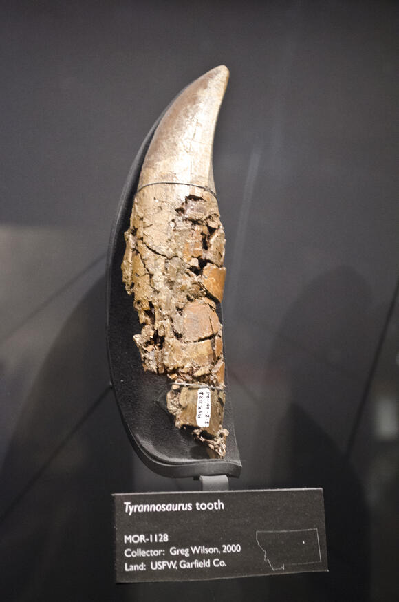 Richardoestesia: The Enigma with Razor Teeth from the Western States ...