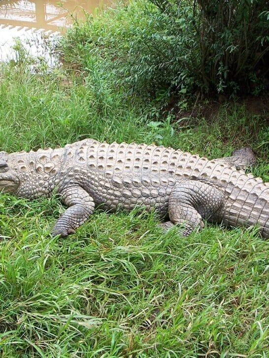 14 Creatures That Hunt at Night - NewsBreak