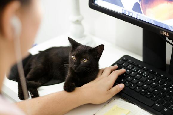 10 Latest Cat Tech Gadgets That Are Going Viral - NewsBreak