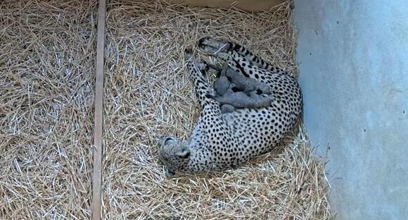 Cheetah cub, an ‘only child,’ is moved into ‘foster family’ to increase ...